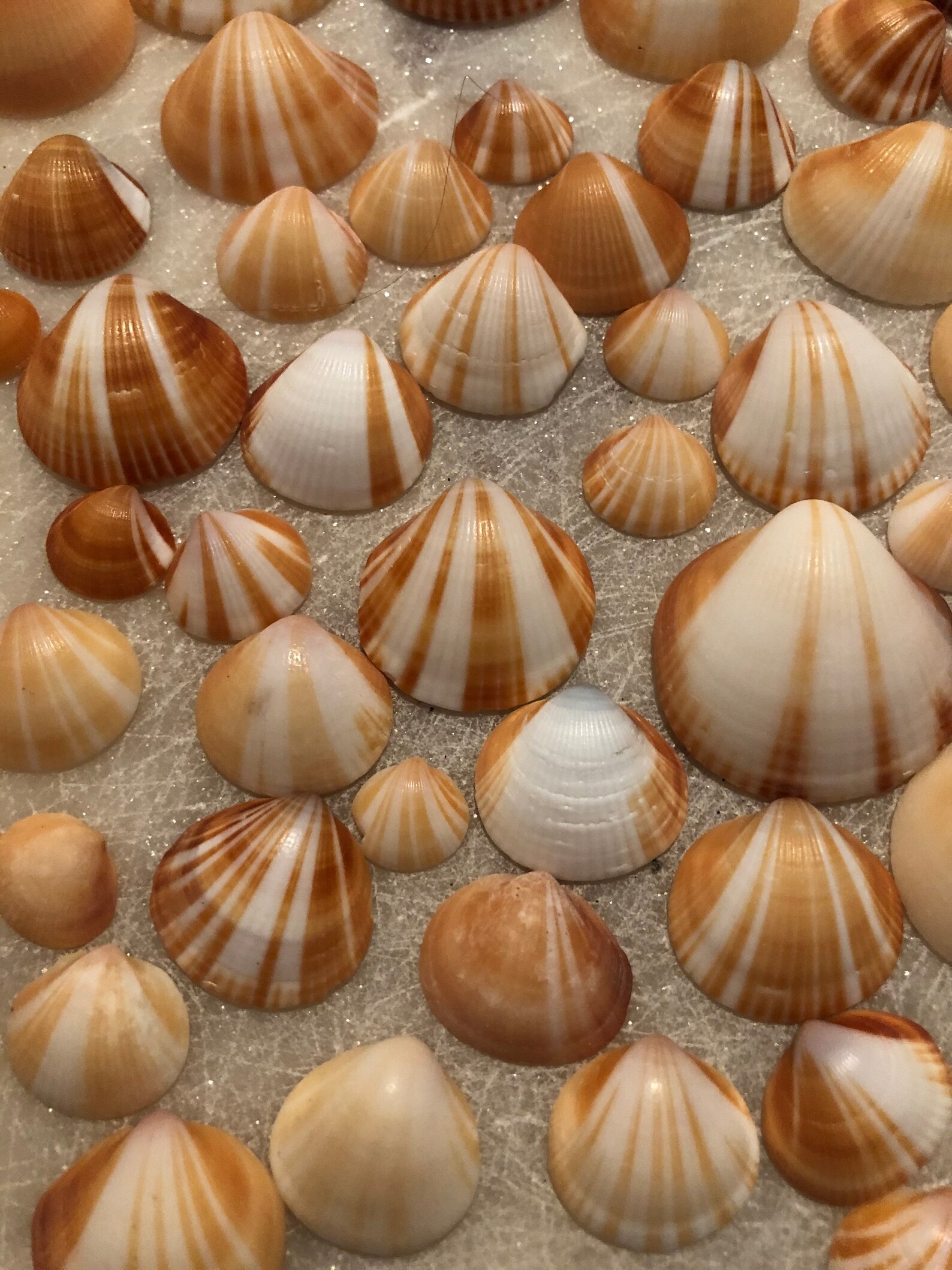 Sunburst Spectral Bittersweet Clam Seashells 20 per Order - Etsy