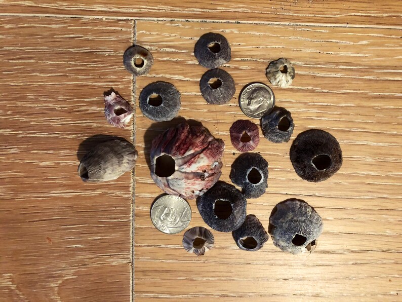 10 Pc Florida Barnacles - Etsy