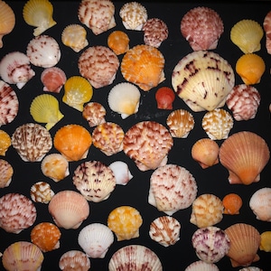 100 Bright Calico Scallop Shells - Etsy