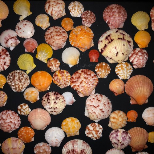 100 Bright Calico Scallop Shells | Etsy