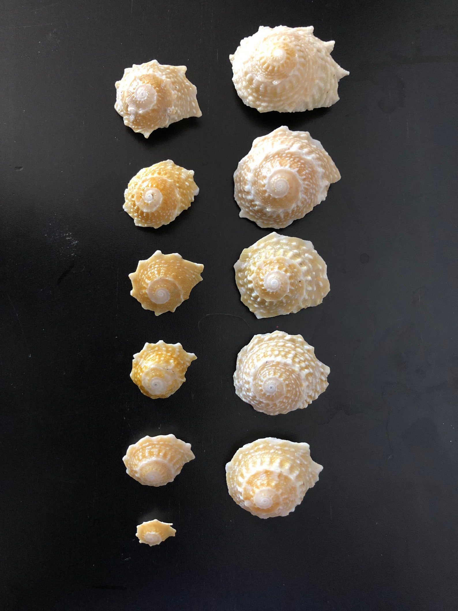 10 Pc Long Spinned Star Seashells | Etsy
