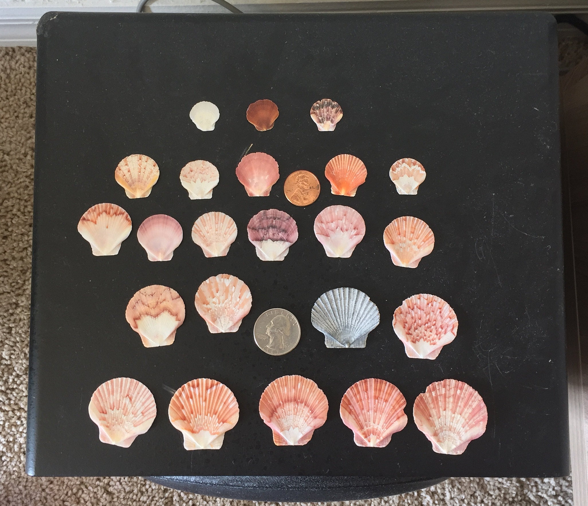 10ct Zig Zag Flat Scallop Seashells - Etsy