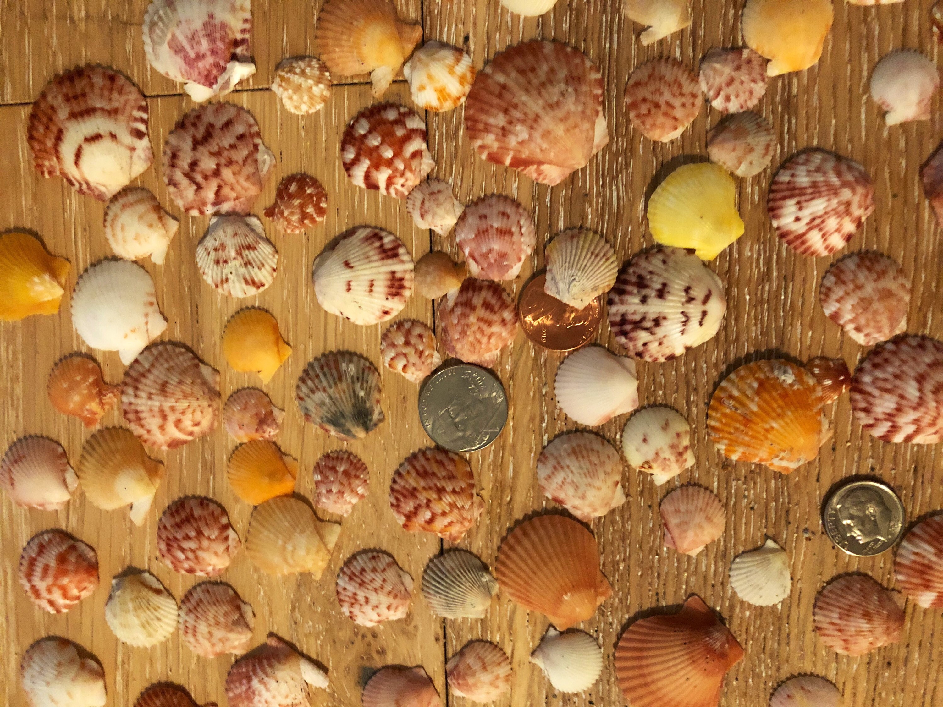 50 Calico Scallop Seashells - Etsy