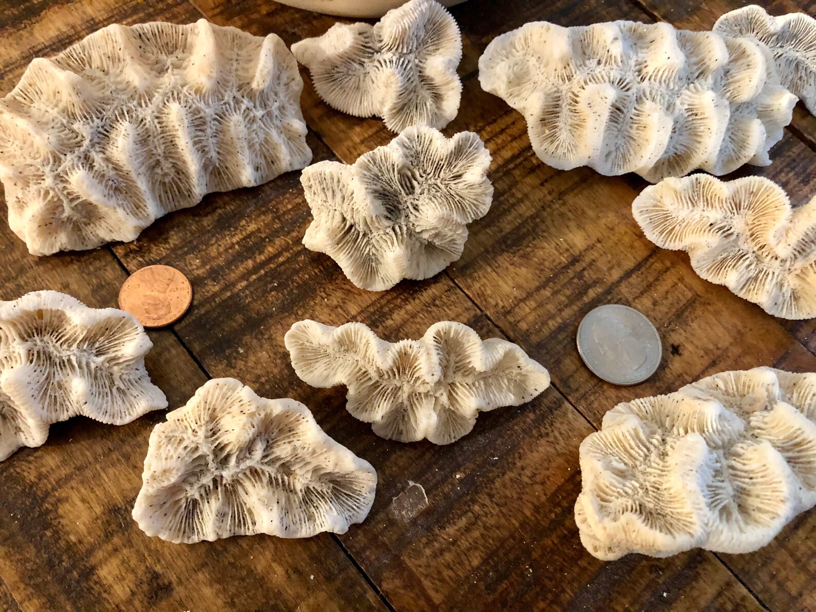 Natural Rose Coral Lot of 8 - Etsy