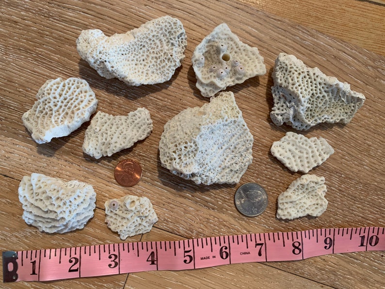 10ct Flat Natural Florida Coral - Etsy