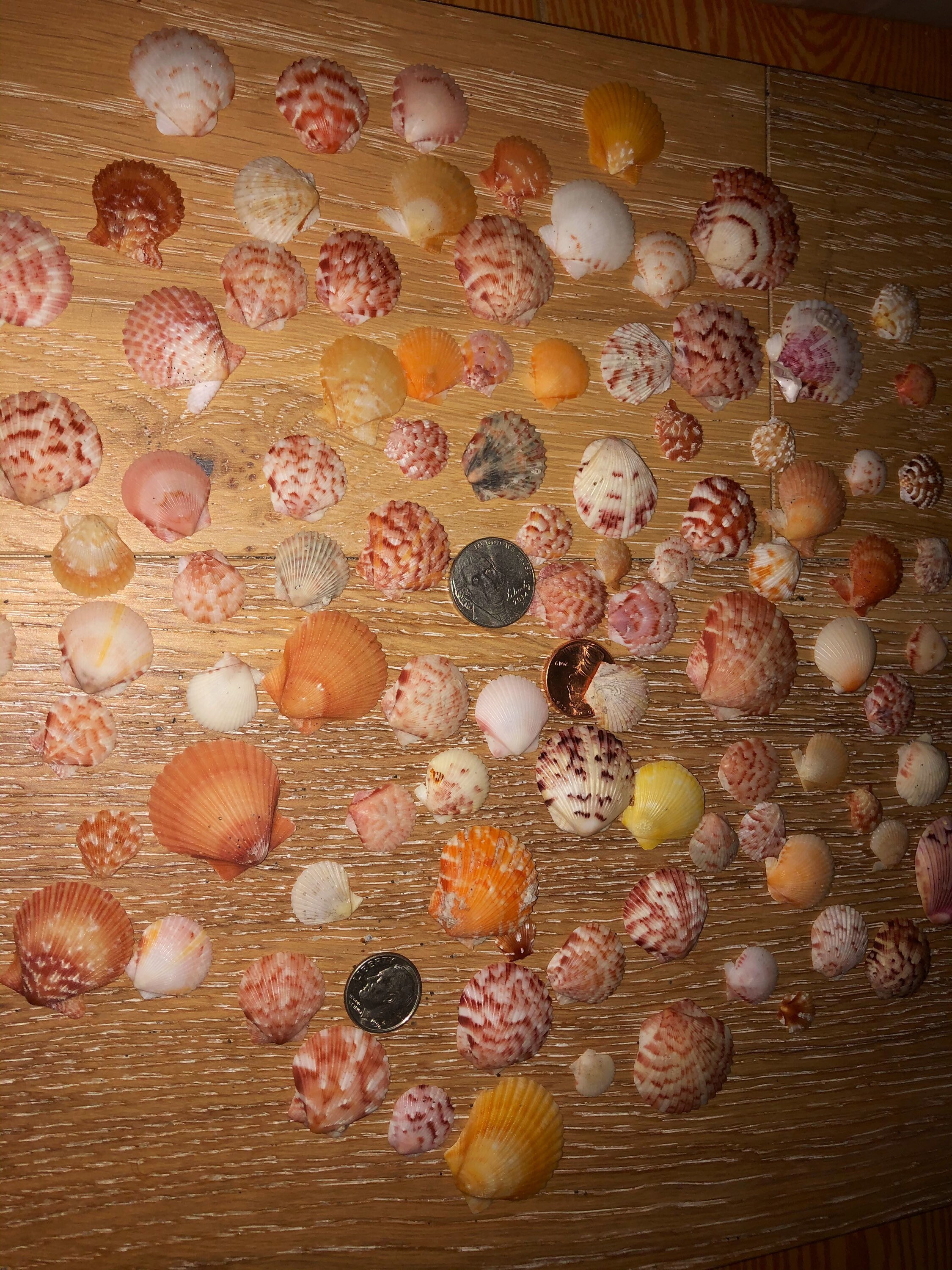 50 Calico Scallop Seashells - Etsy