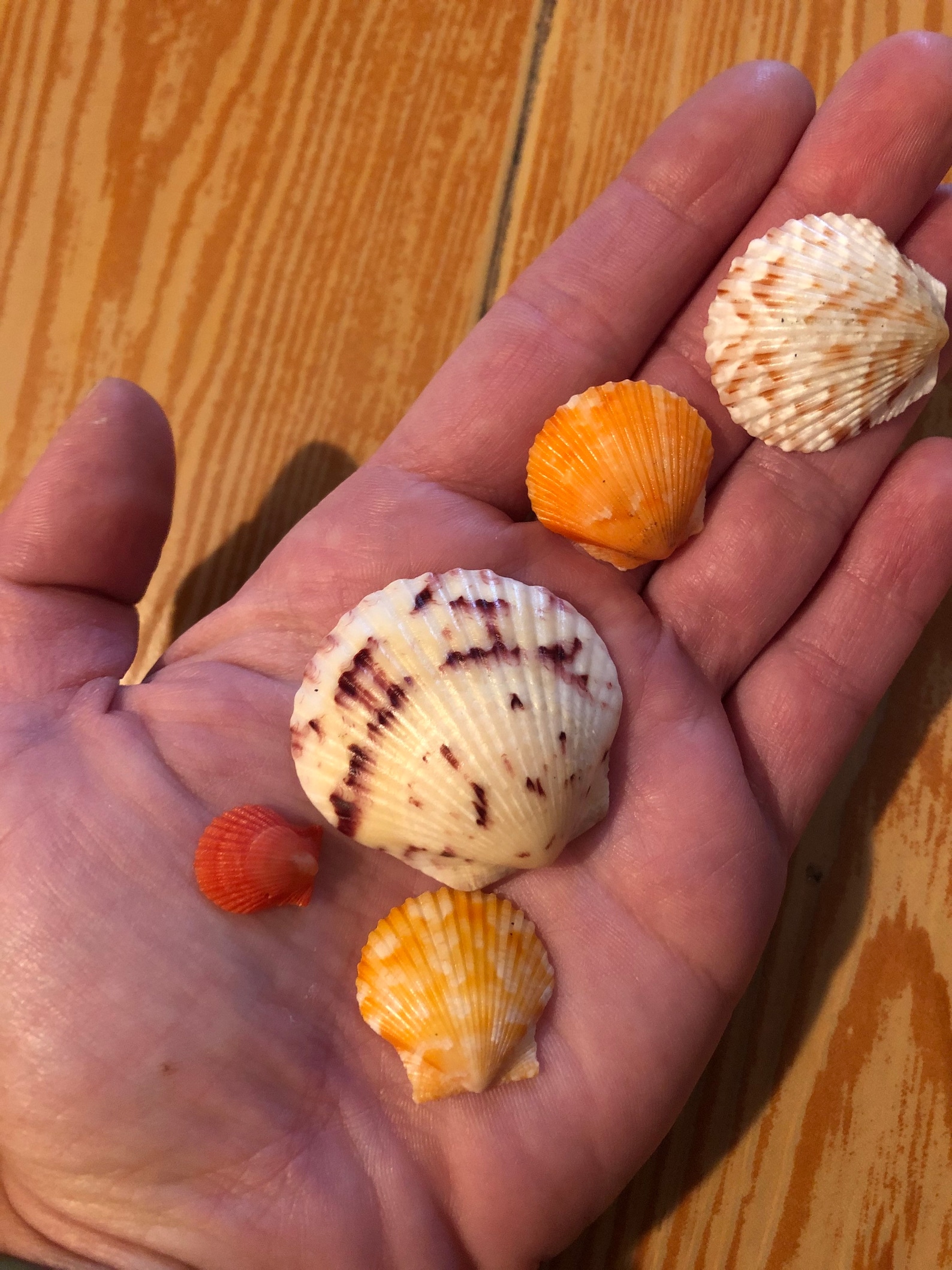 100 Bright Calico Scallop Shells - Etsy UK