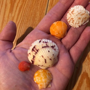 100 Bright Calico Scallop Shells - Etsy