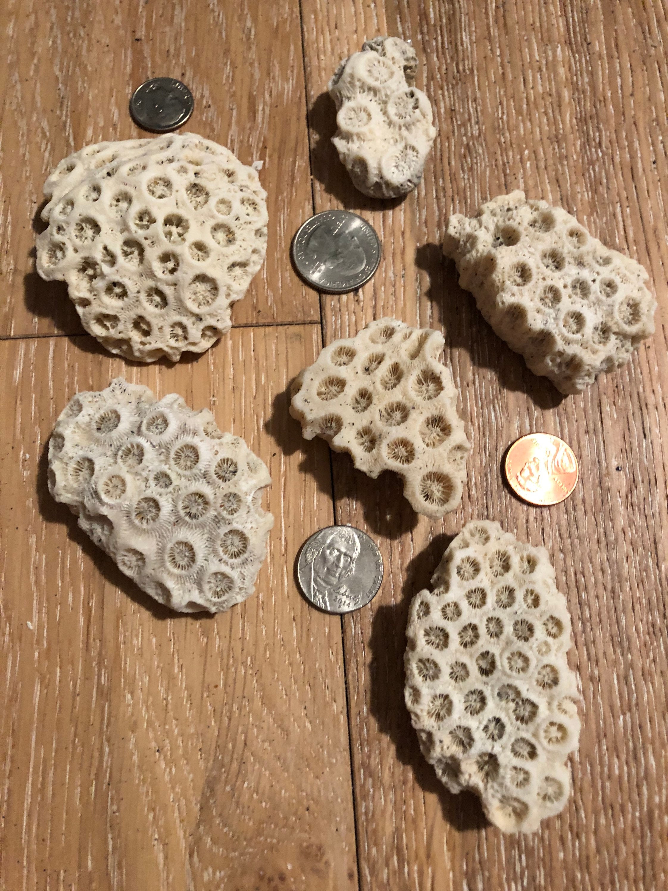 Honey Comb Coral Pieces 5ct | Etsy