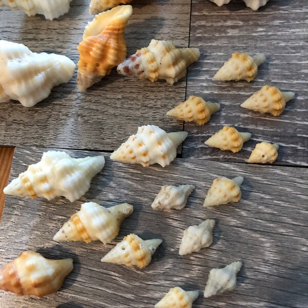 Drilled Seashells - Etsy