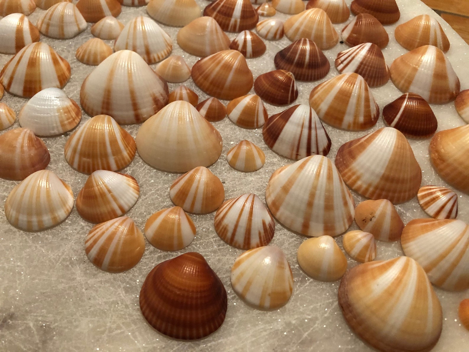 Sunburst Spectral Bittersweet Clam Seashells 20 per Order - Etsy