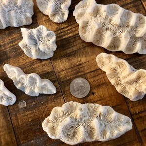 Natural Rose Coral Lot of 8 - Etsy