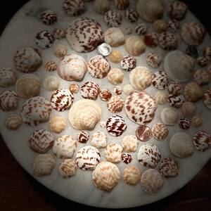 Bittersweet Clam Seashells 25pc - Etsy