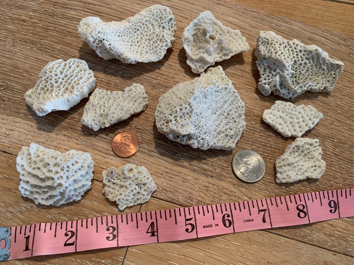 10ct Flat Natural Florida Coral - Etsy