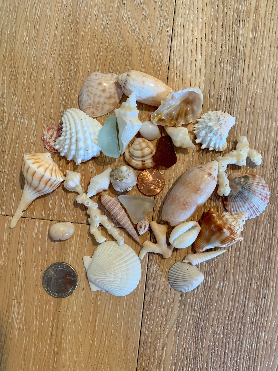 Assortment of Seashells,seaglass & Coral 25 Ct - Etsy