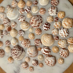 Bittersweet Clam Seashells 25pc - Etsy