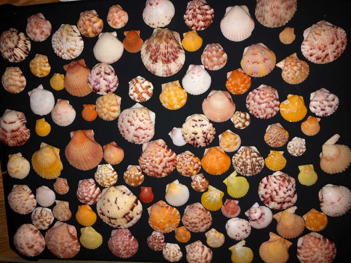 100 Bright Calico Scallop Shells | Etsy