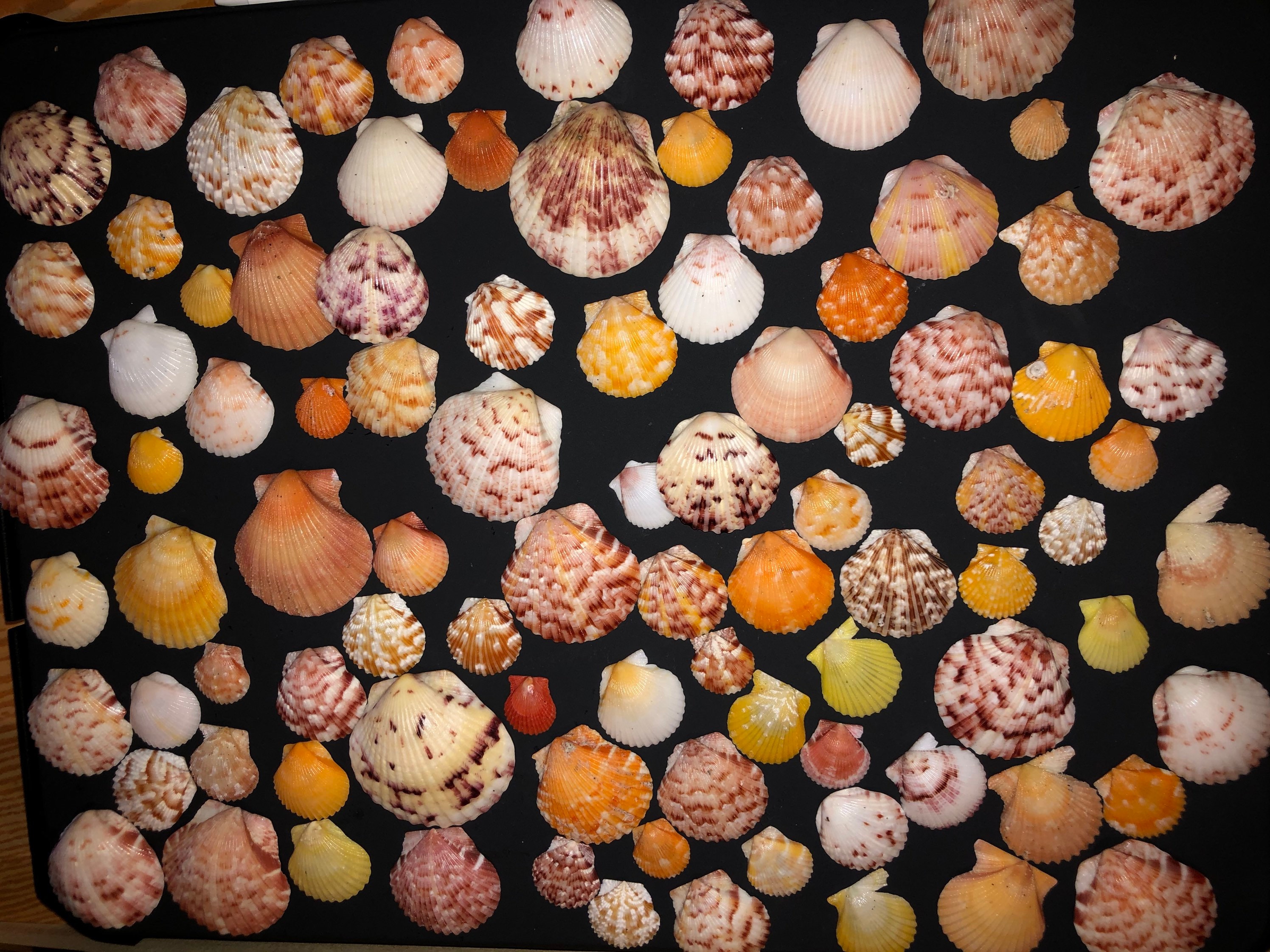 100 Bright Calico Scallop Shells - Etsy