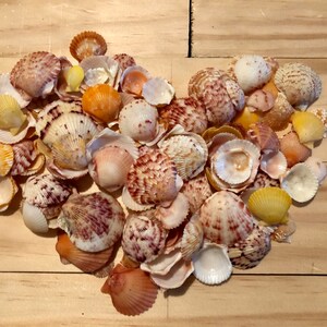 100 Bright Calico Scallop Shells - Etsy