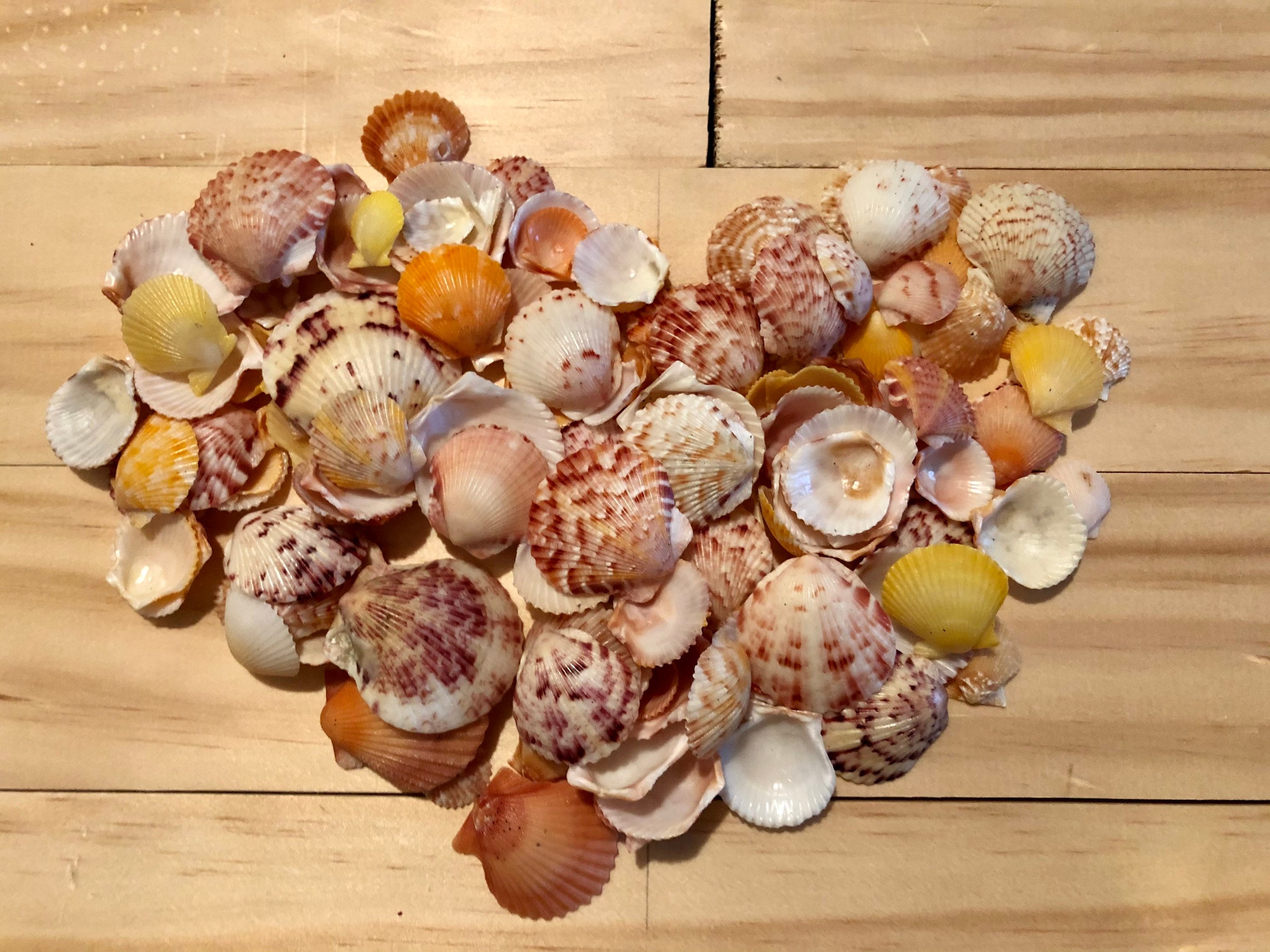 100 Bright Calico Scallop Shells - Etsy
