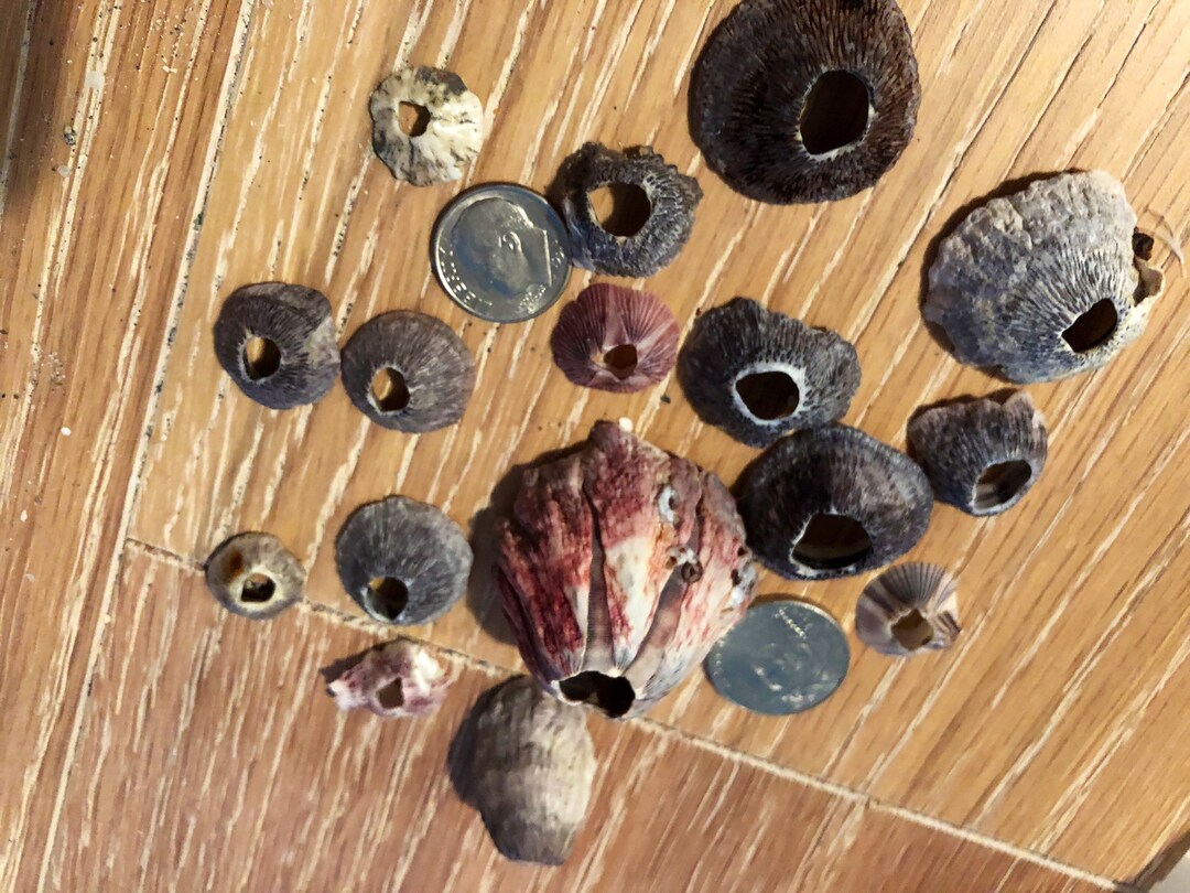 10 Pc Florida Barnacles - Etsy