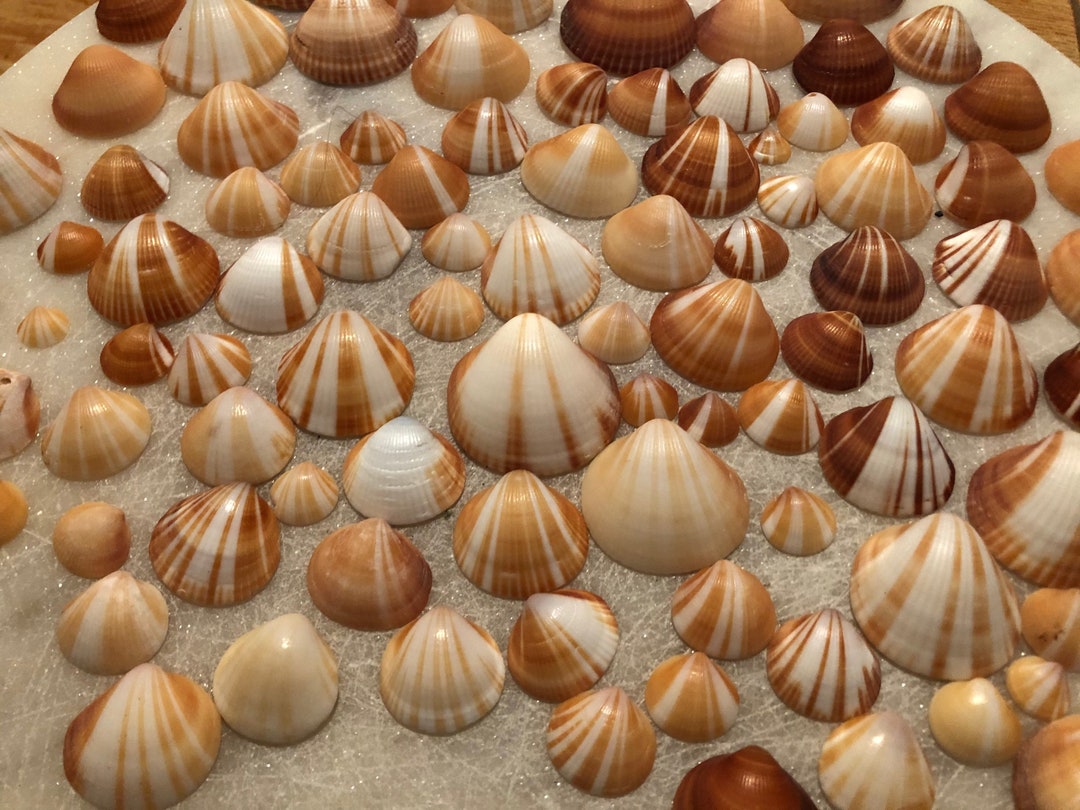 Sunburst Spectral Bittersweet Clam Seashells | 20 per Order | Shells ...