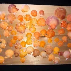 40pc Orange Calico Scallop Seashells - Etsy