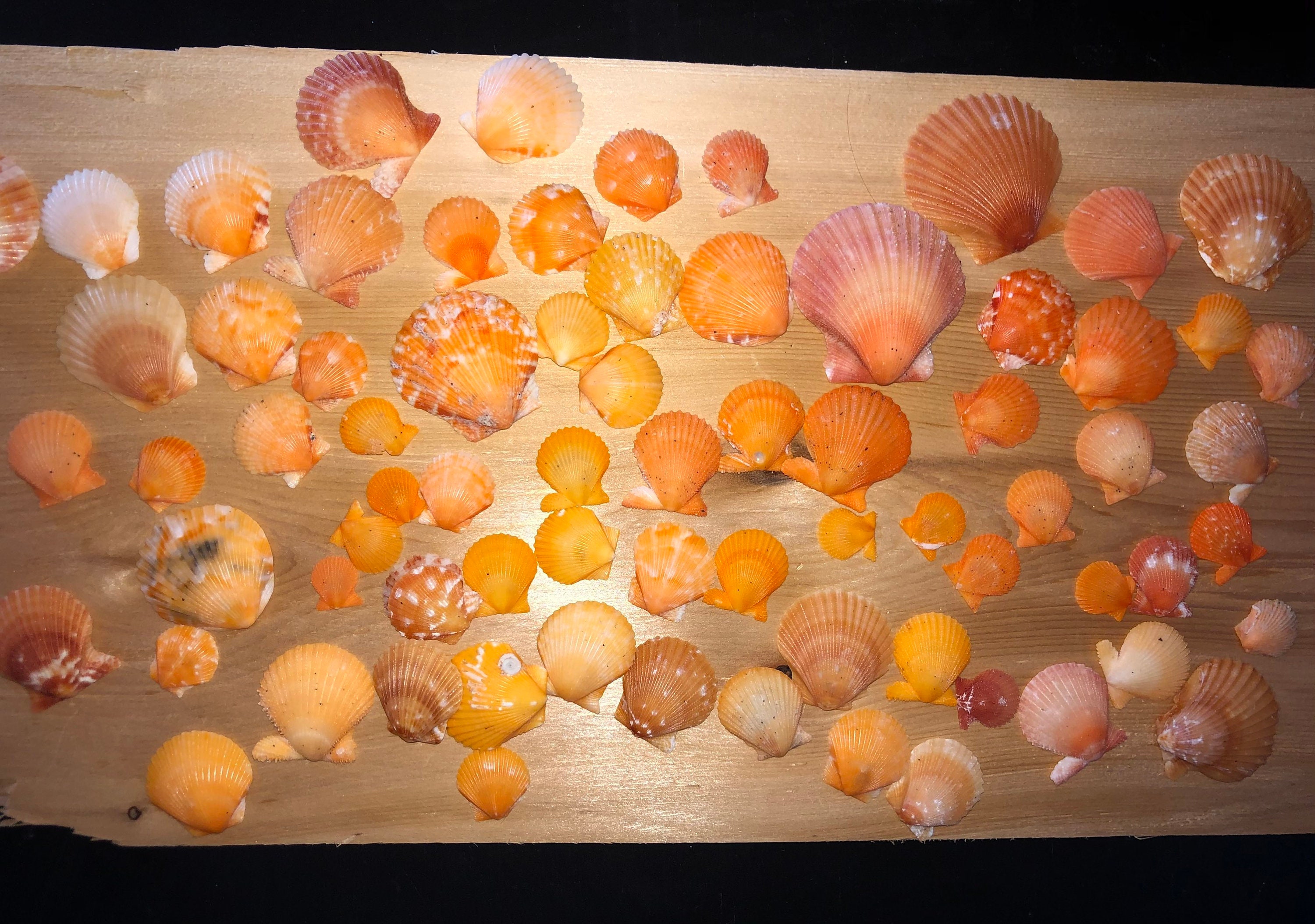 40pc Orange Calico Scallop Seashells - Etsy