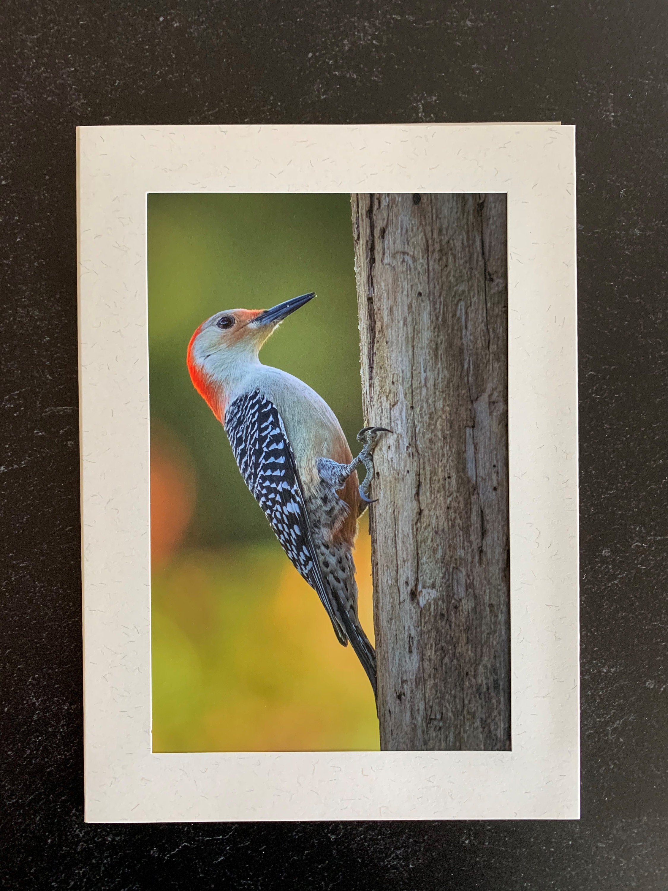 Original Photo Note Cards Backyard Birds, Set of 6 With Envelopes ...