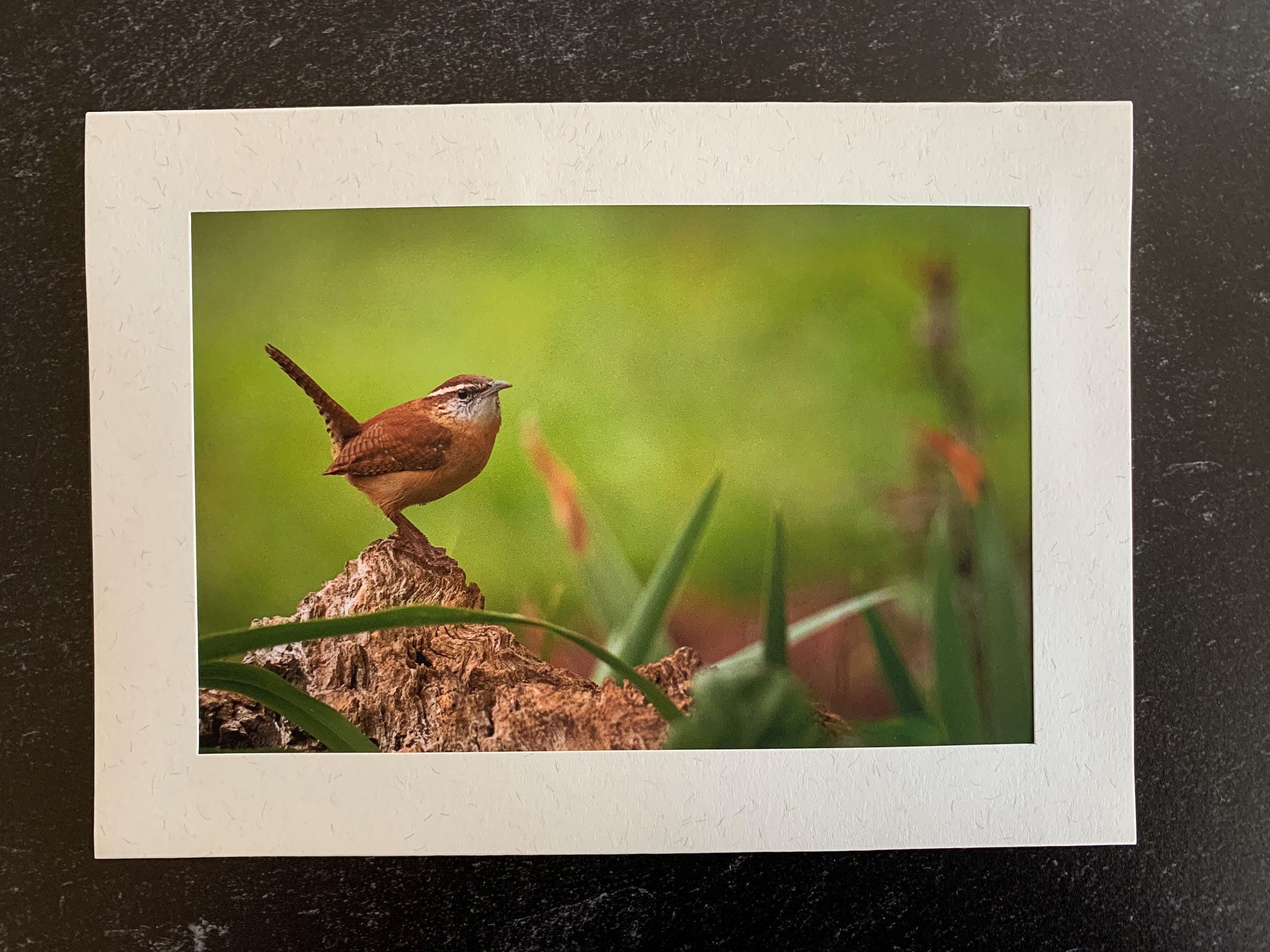 Original Photo Note Cards Backyard Birds, Set of 6 With Envelopes ...