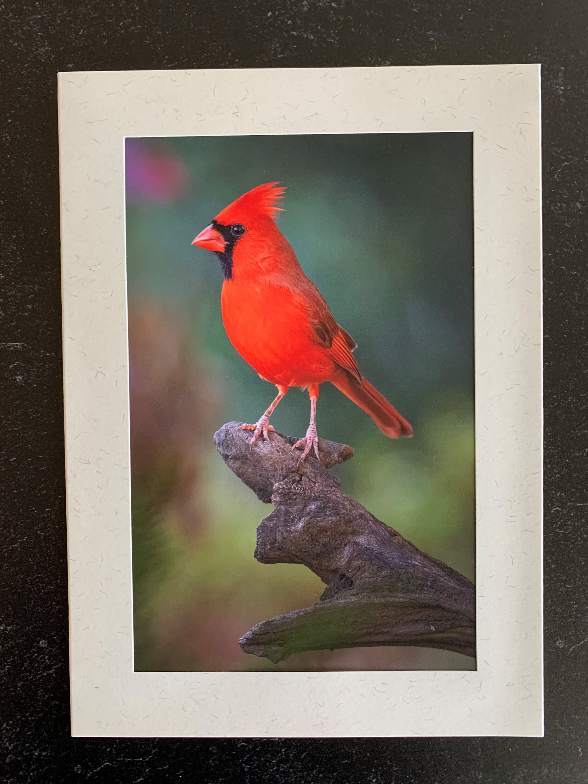 Original Photo Note Cards Backyard Birds, Set of 6 With Envelopes ...