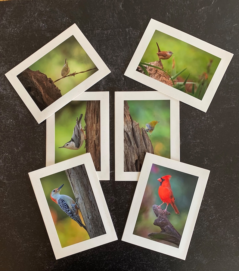 Original Photo Note Cards Backyard Birds, Set of 6 With Envelopes ...