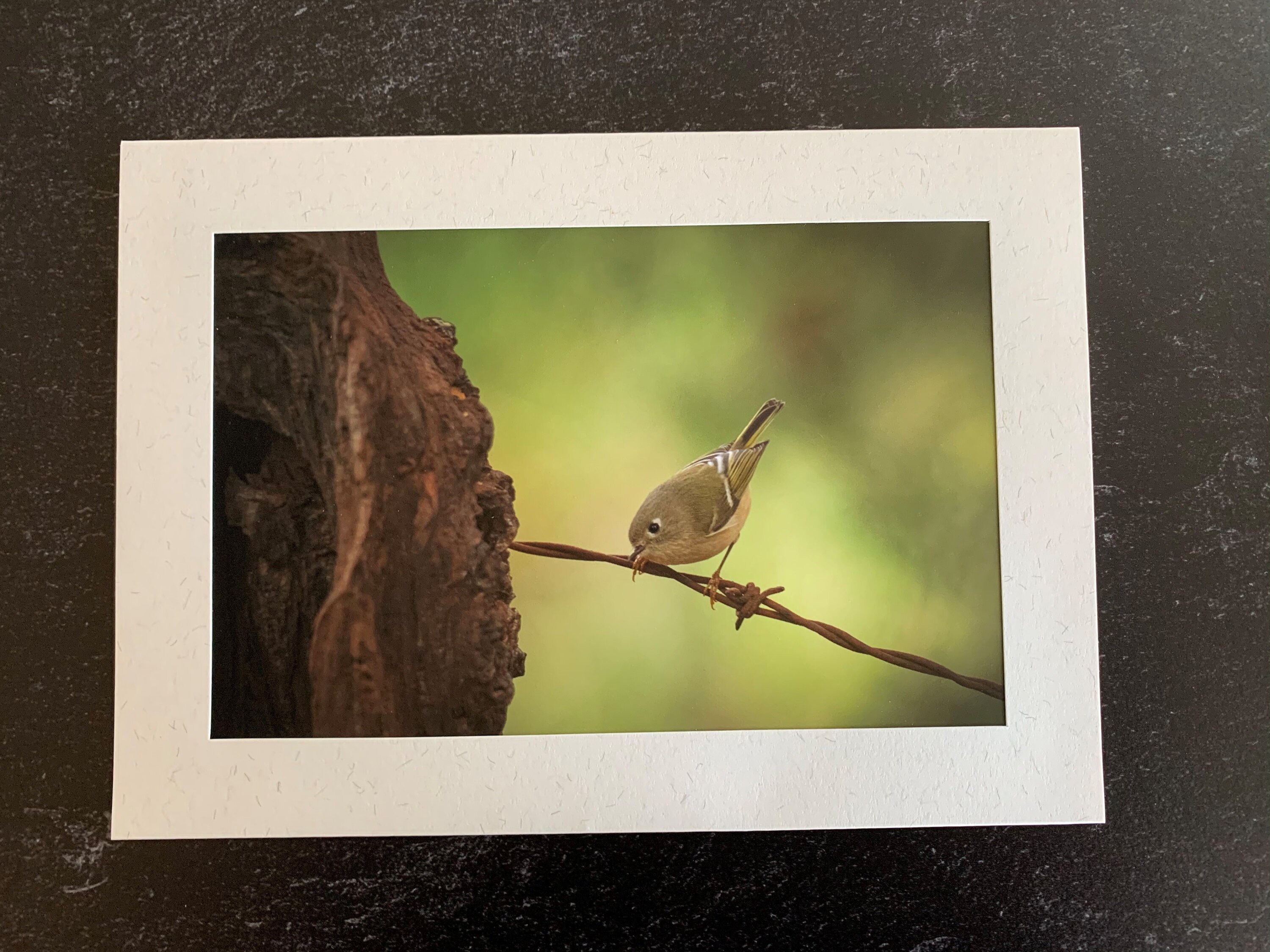 Original Photo Note Cards Backyard Birds, Set of 6 With Envelopes ...