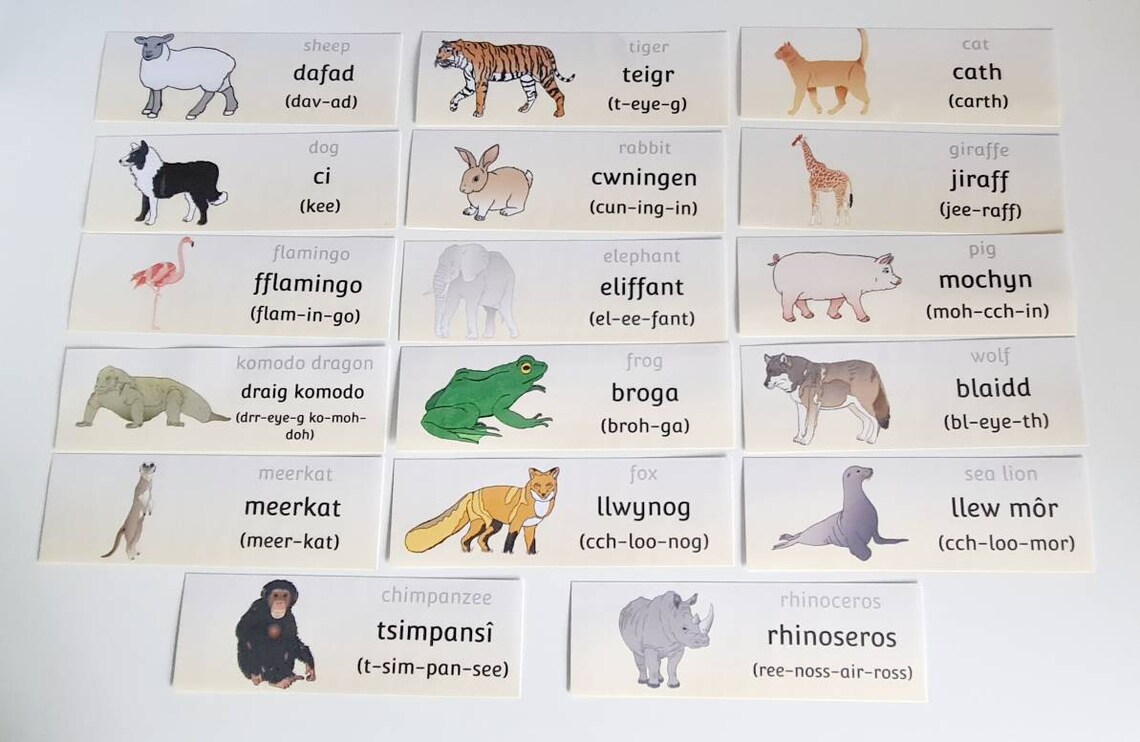 Welsh Animal Flashcards Welsh Resource Learning Resources - Etsy