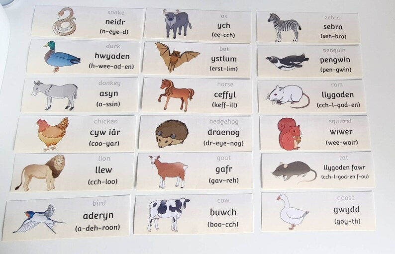Welsh Animal Flashcards Welsh Resource Learning Resources - Etsy
