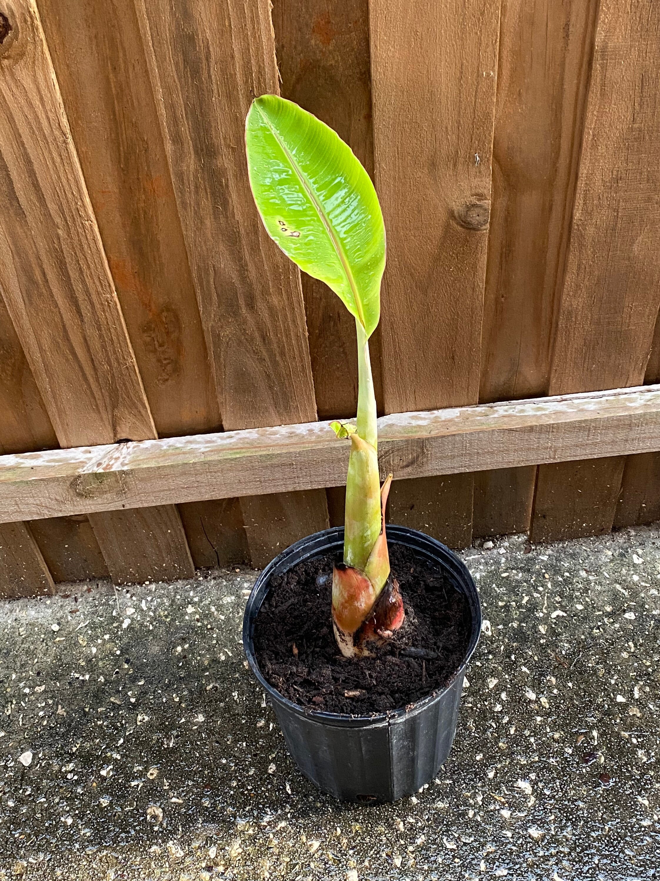 Small Banana Tree
