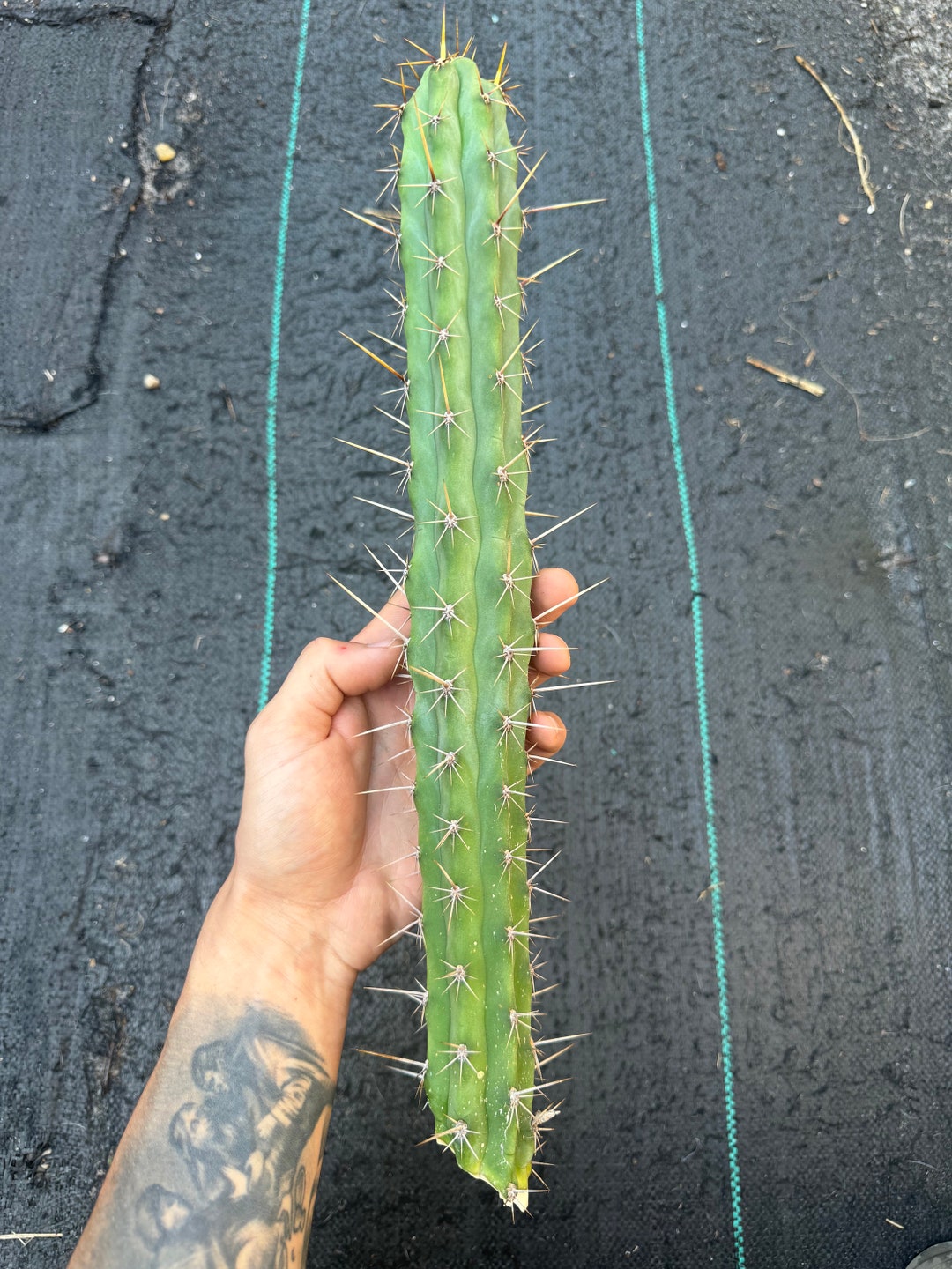 Peru old West Cactus Cutting 16 - Etsy