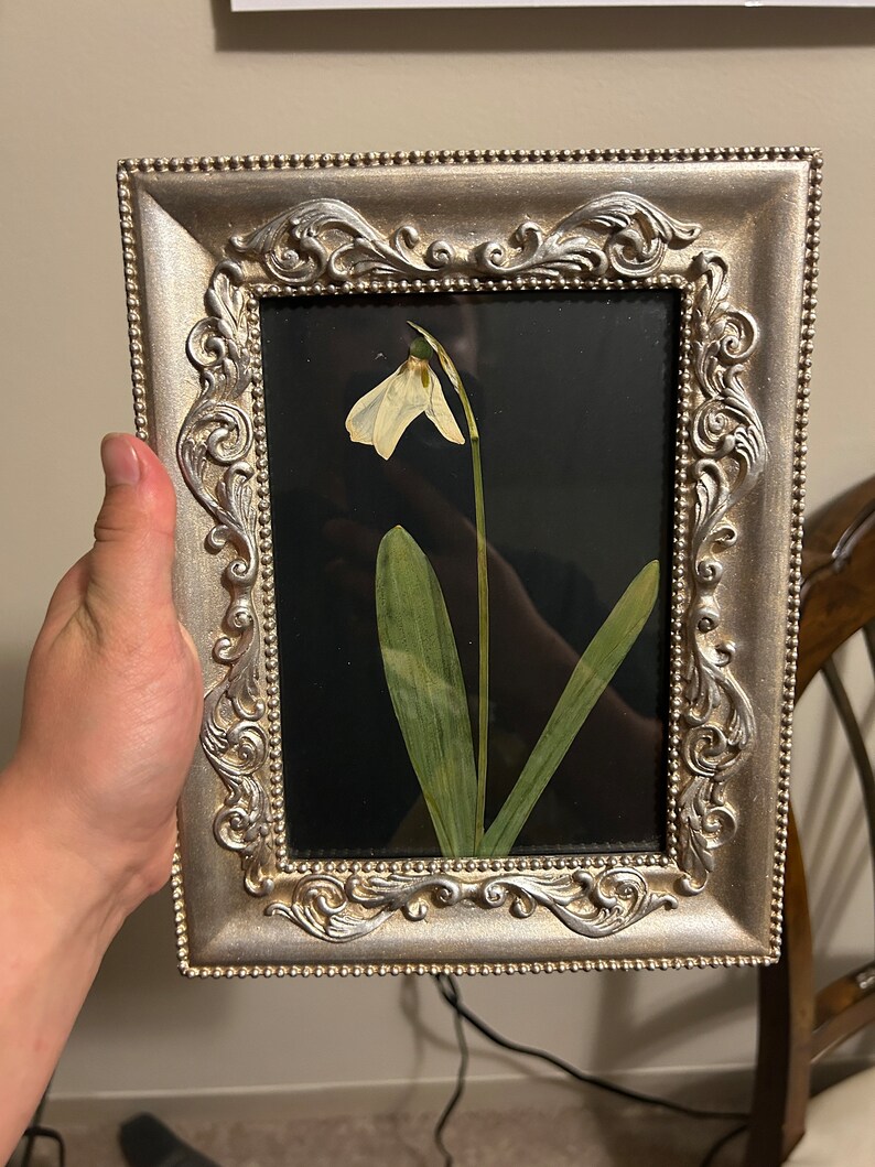 Pressed Snowdrop Flower in Frame - Etsy