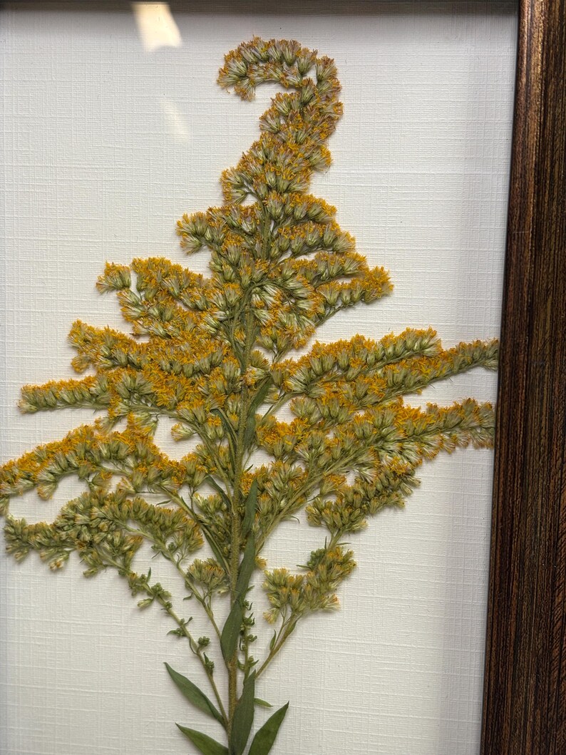 Pressed Goldenrod Flowers in Frame - Etsy