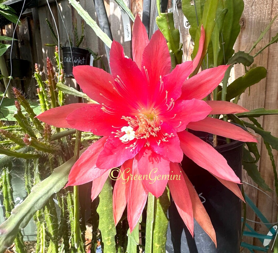 2 Wild Ginger Epiphyllum Orchid Cactus Succulents - Etsy