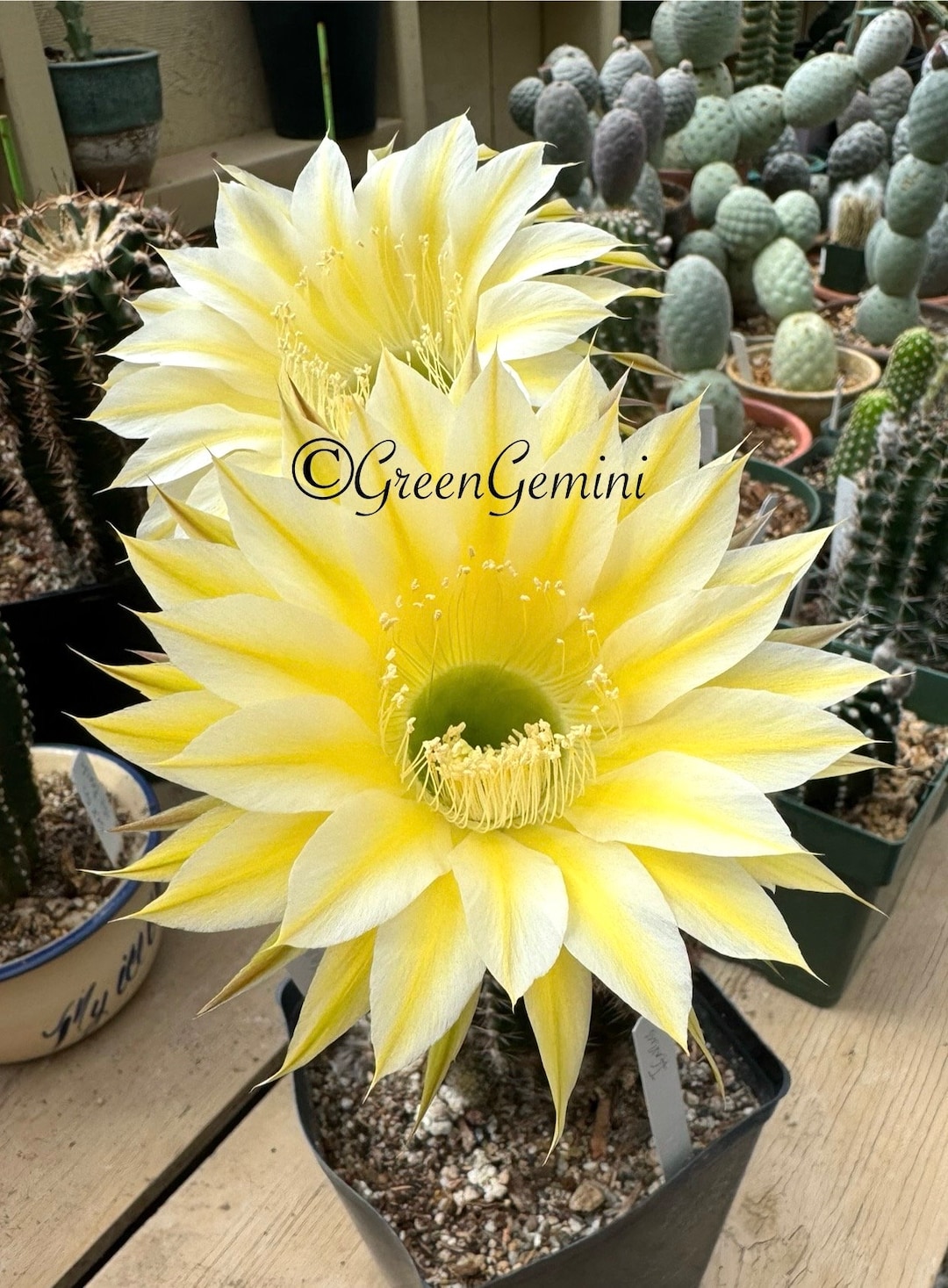 ICARUS Rare Echinopsis Schick Hybrids Rooted Pup Cactus Succulents - Etsy