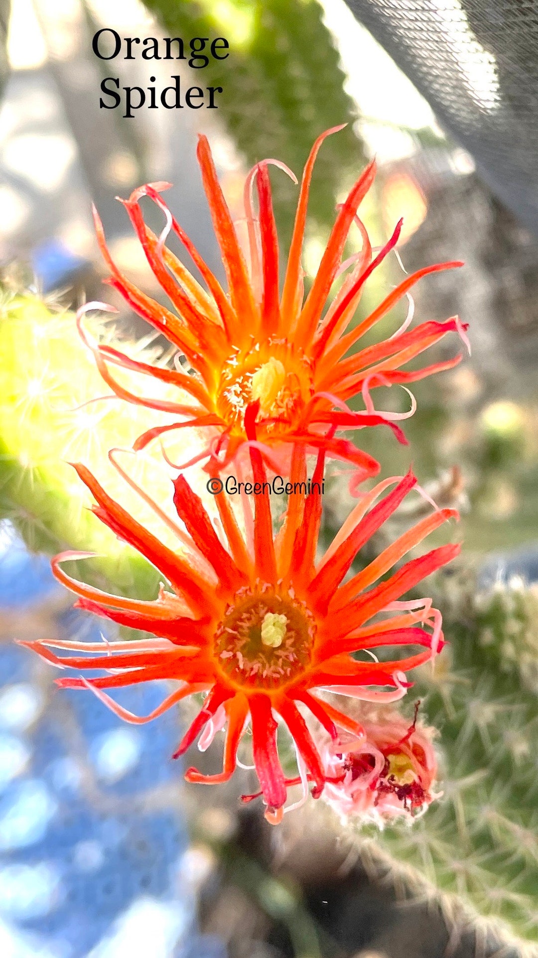 Orange Spider - Chamaecereus Hybrids Rooted Pups Peanut Cactus ...