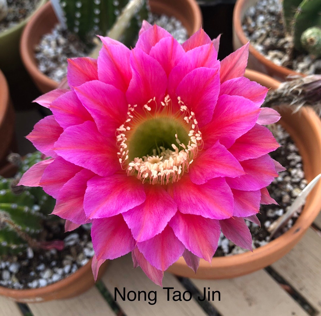 Rare NONG TAO JIN Echinopsis Hybrids Rooted Pups Cactus Succulents - Etsy