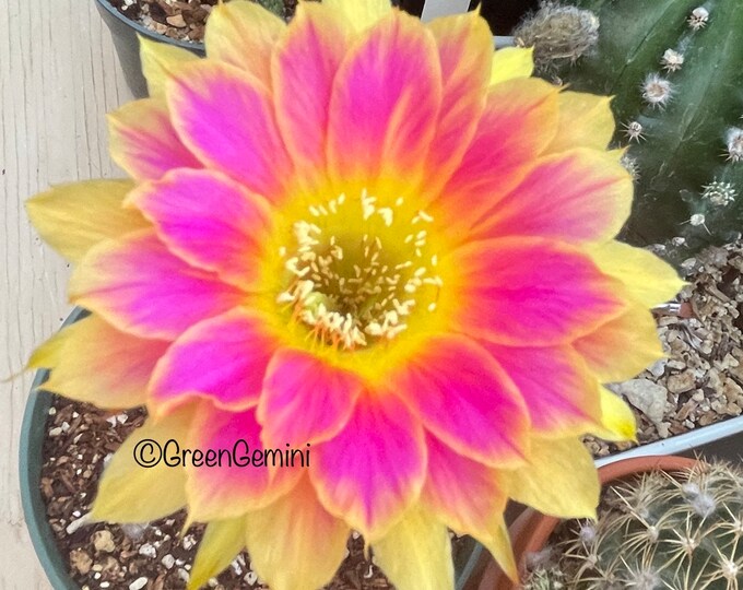 Rare SUNNY Lobivia Offset Cactus Succulents - Etsy