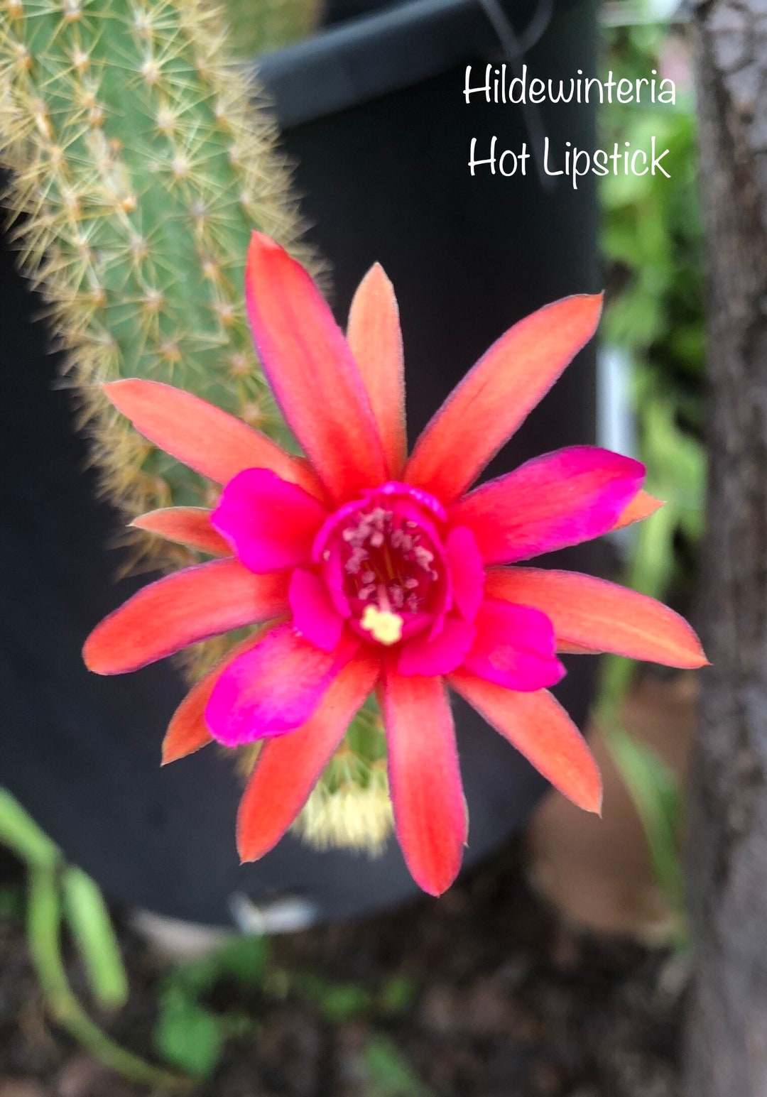 8 Tall HOT LIPSTICK Rare Hildewinteria Blooming Sizes Plants With Buds ...