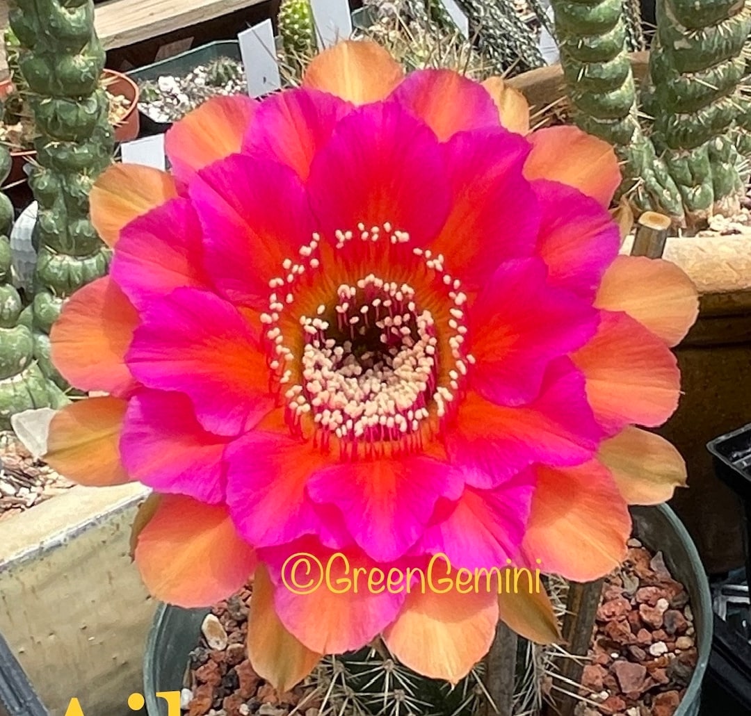 AIKO Rare Echinopsis Schick Hybrids Rooted Pups Cactus Succulents - Etsy