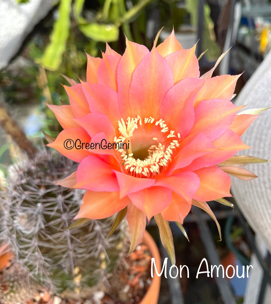 MON AMOUR Echinopsis Hybrids ONE 1 Rooted Plant Cactus - Etsy