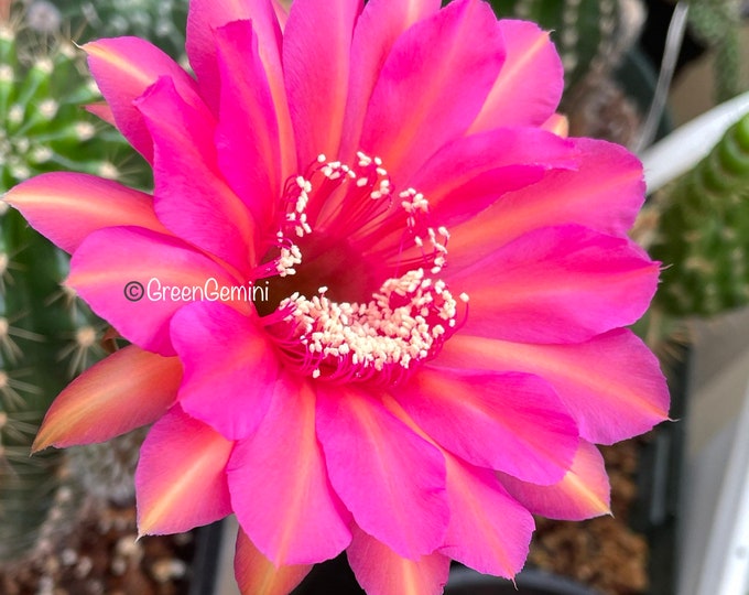 KT EVENT Rare Echinopsis Schick Hybrids ONE Rooted Pup Cactus ...