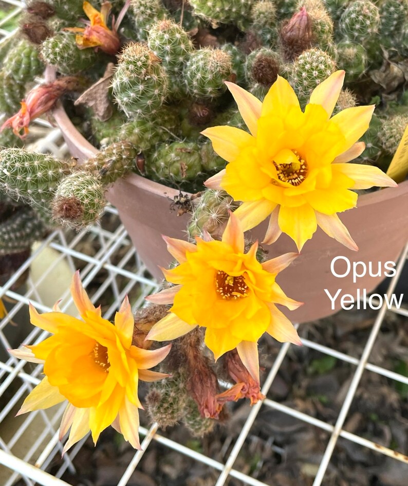OPUS YELLOW Chamacereus European Hybrids Rooted Plants Peanut Cactus - Etsy