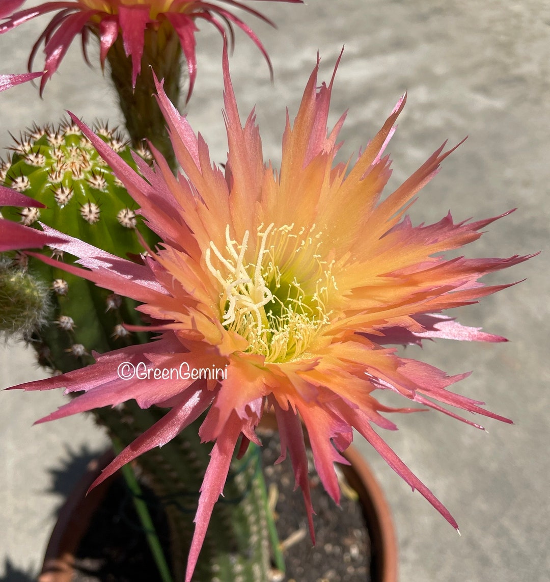 TS120 POLARSTERN Echinopsis Hybrids Rooted Pups Plants Cactus Succulents - Etsy